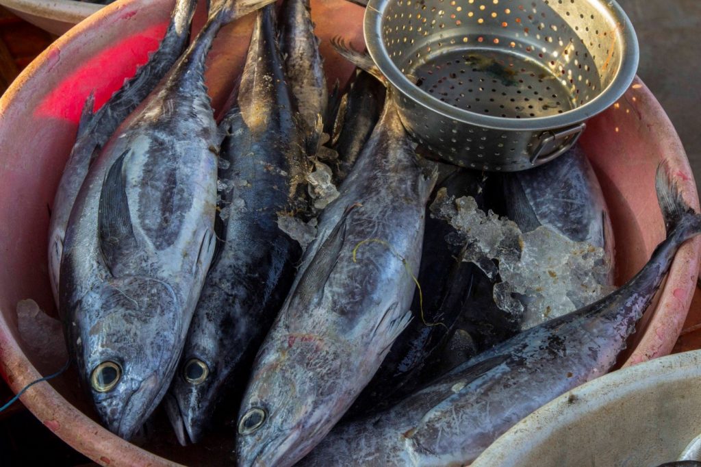 The Goan Fish Tales - GoGoaNow ! Goa Events