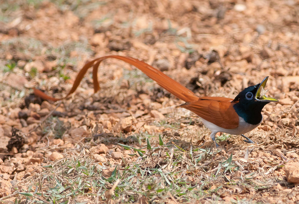 Where to spot Goa's avian beauties - GoGoaNow ! Goa Events