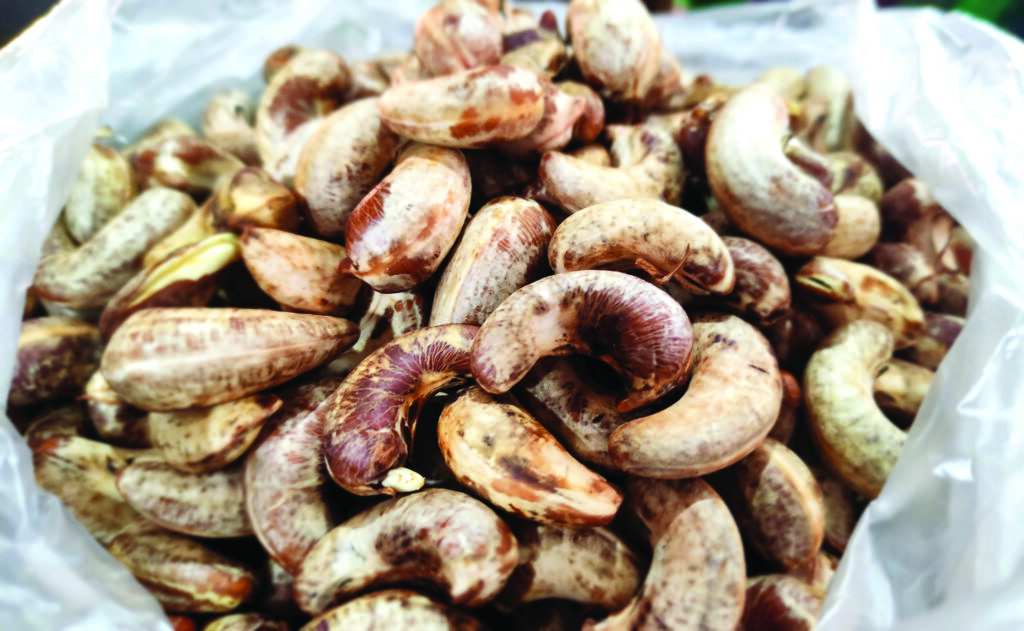 Delightful Summer Fruits of Goa - GoGoaNow ! Goa Events