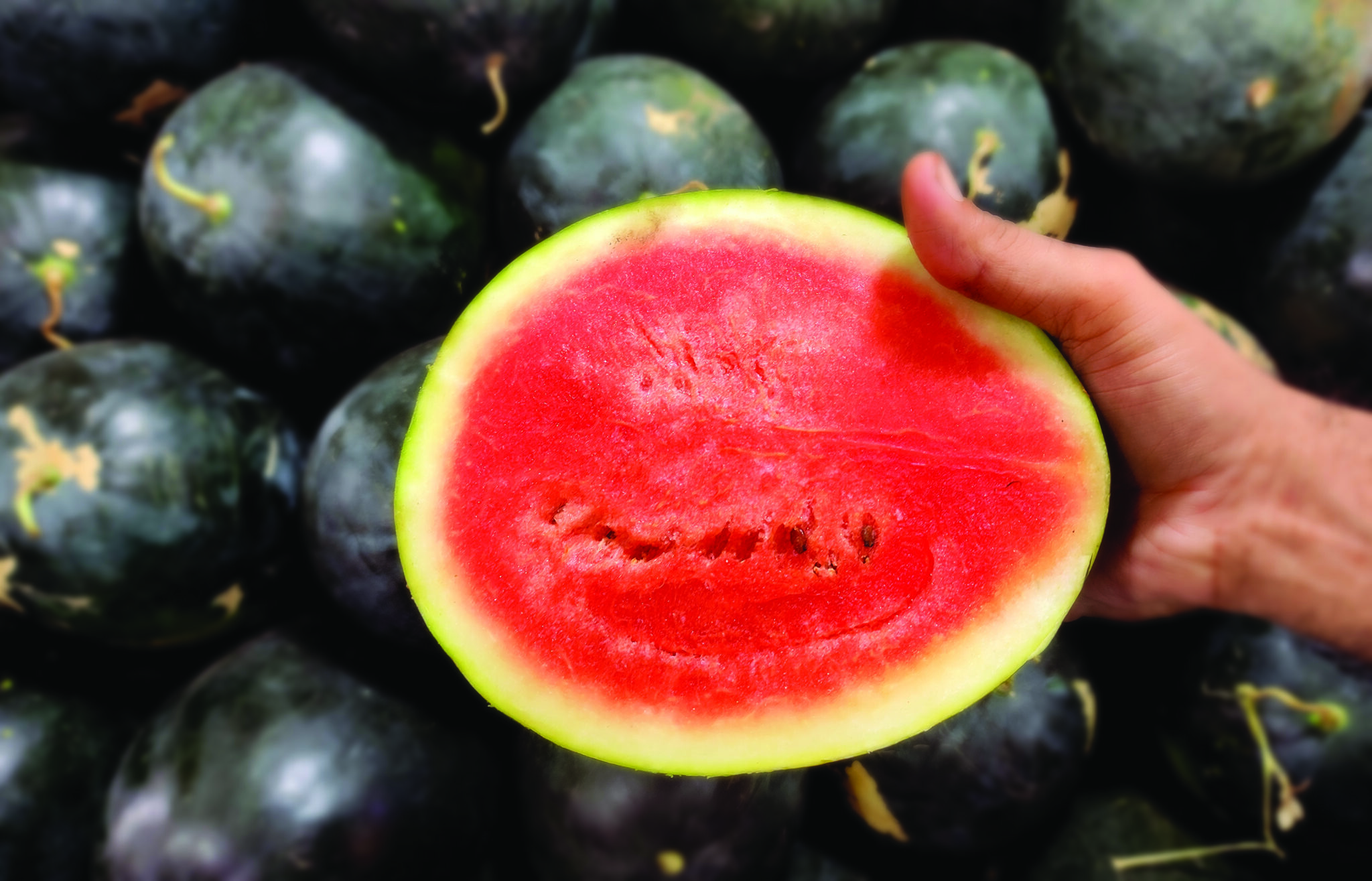 Delightful Summer Fruits of Goa - GoGoaNow ! Goa Events