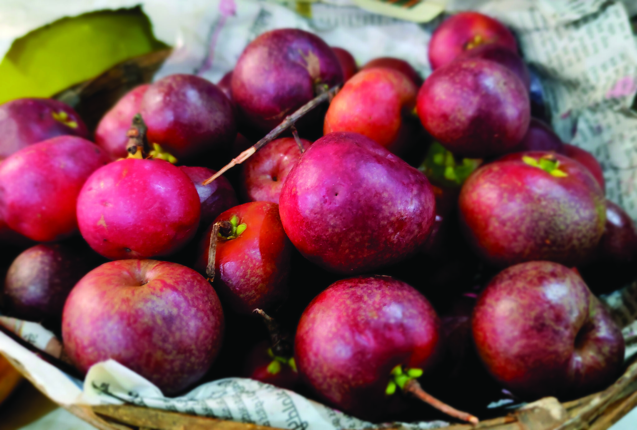 Delightful Summer Fruits of Goa - GoGoaNow ! Goa Events